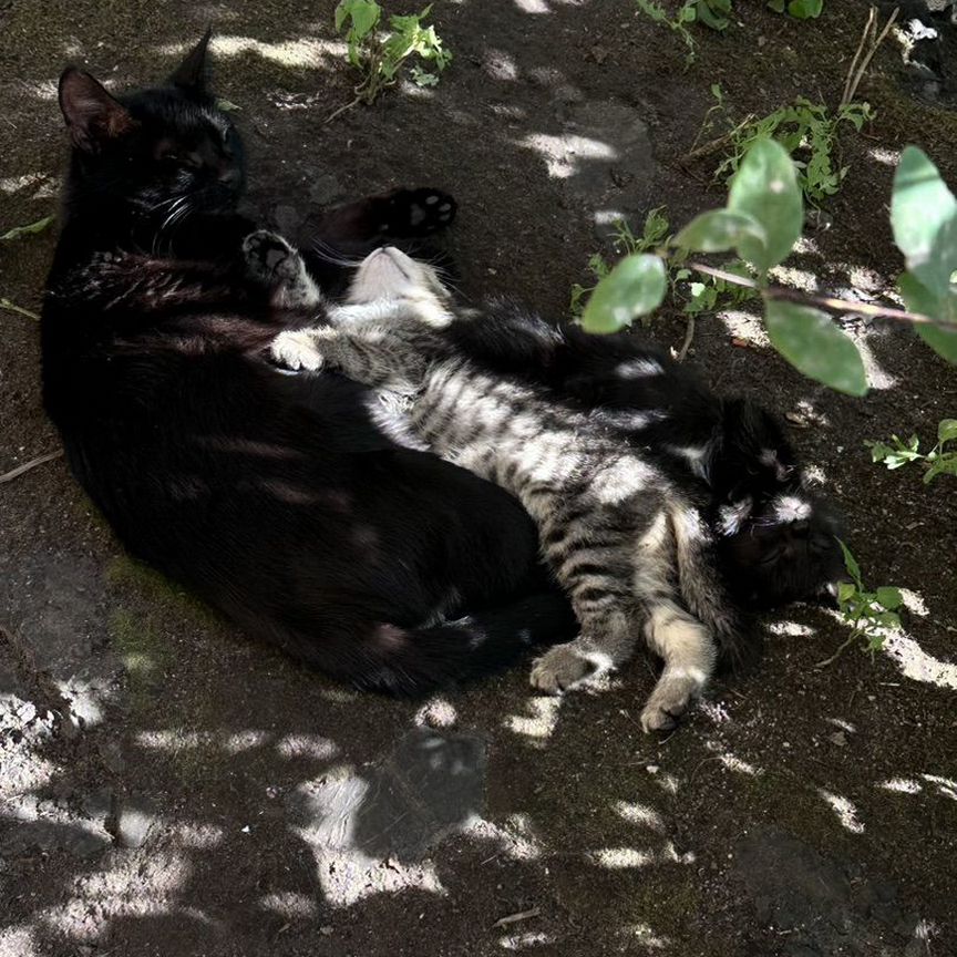 Раздадим котят
