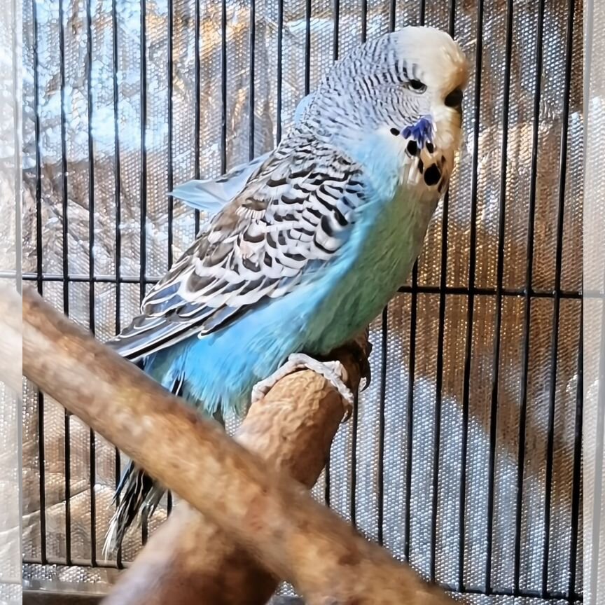 Волнистый попугай ввп чех