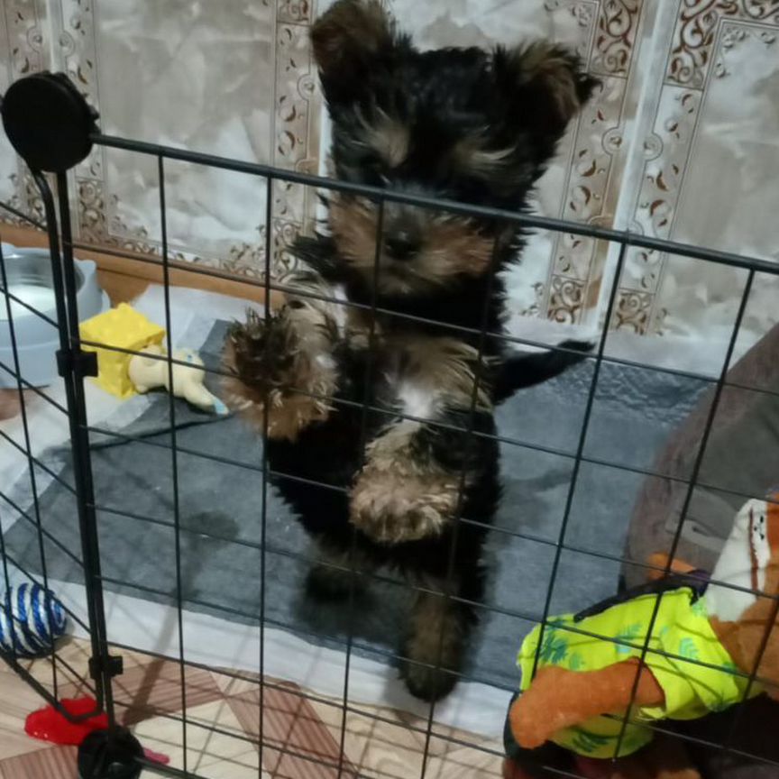 Йоркширский терьер, щенок