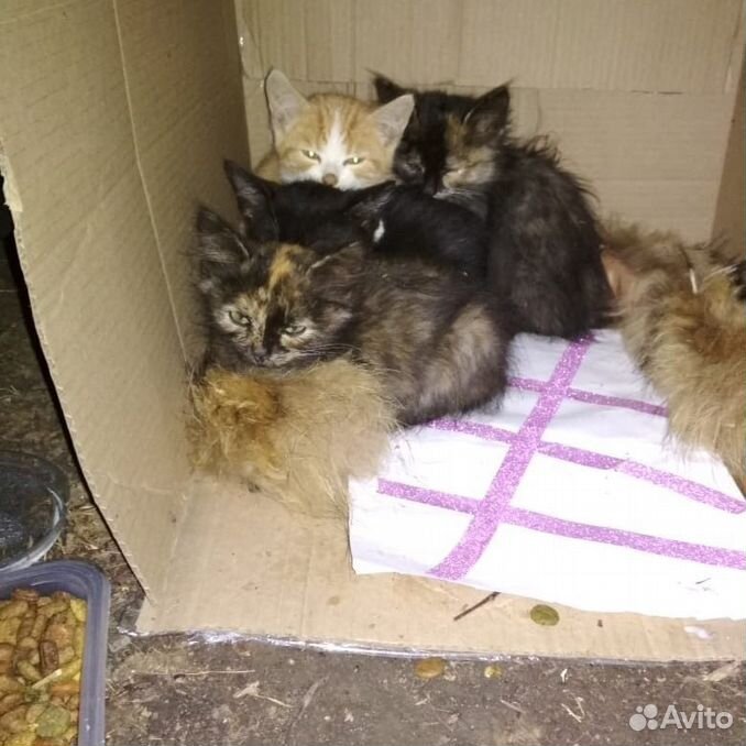 Котята из коробки погибнут на улице