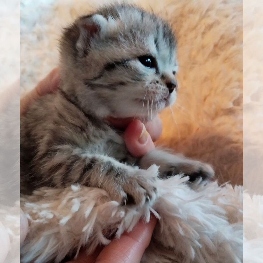 Шотландский вислоухий короткошёрстный котёнок
