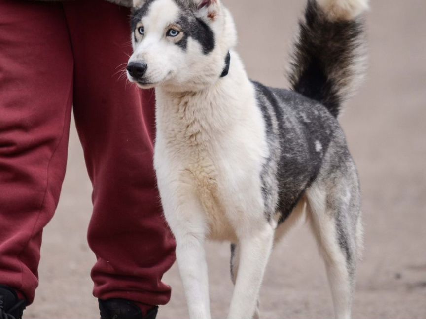 Длинноногая красотка