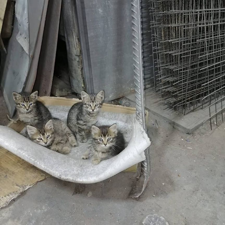 Маленькие котятки в гараже