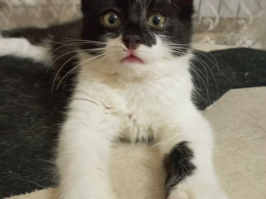 Котенок Вовчик красавчик