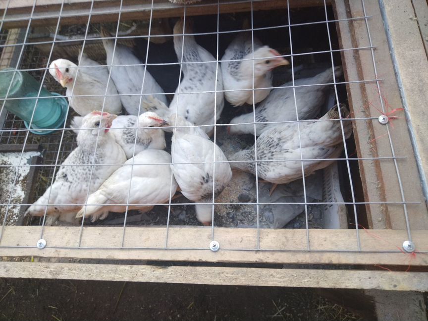 Курочки домашние