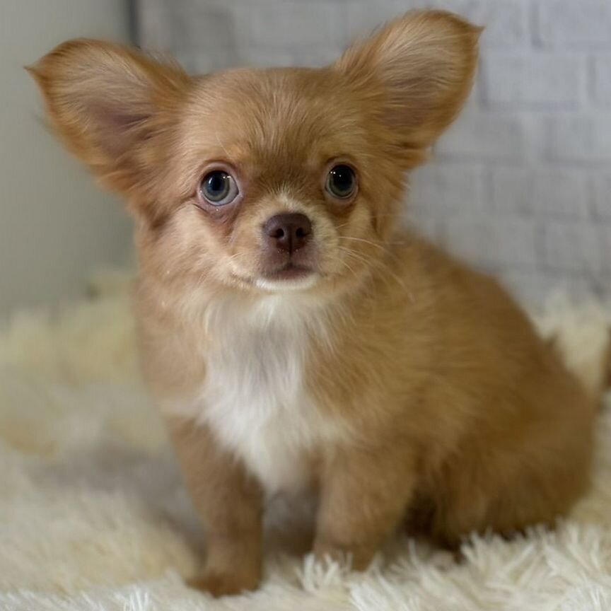 Чихуахуа, щенок