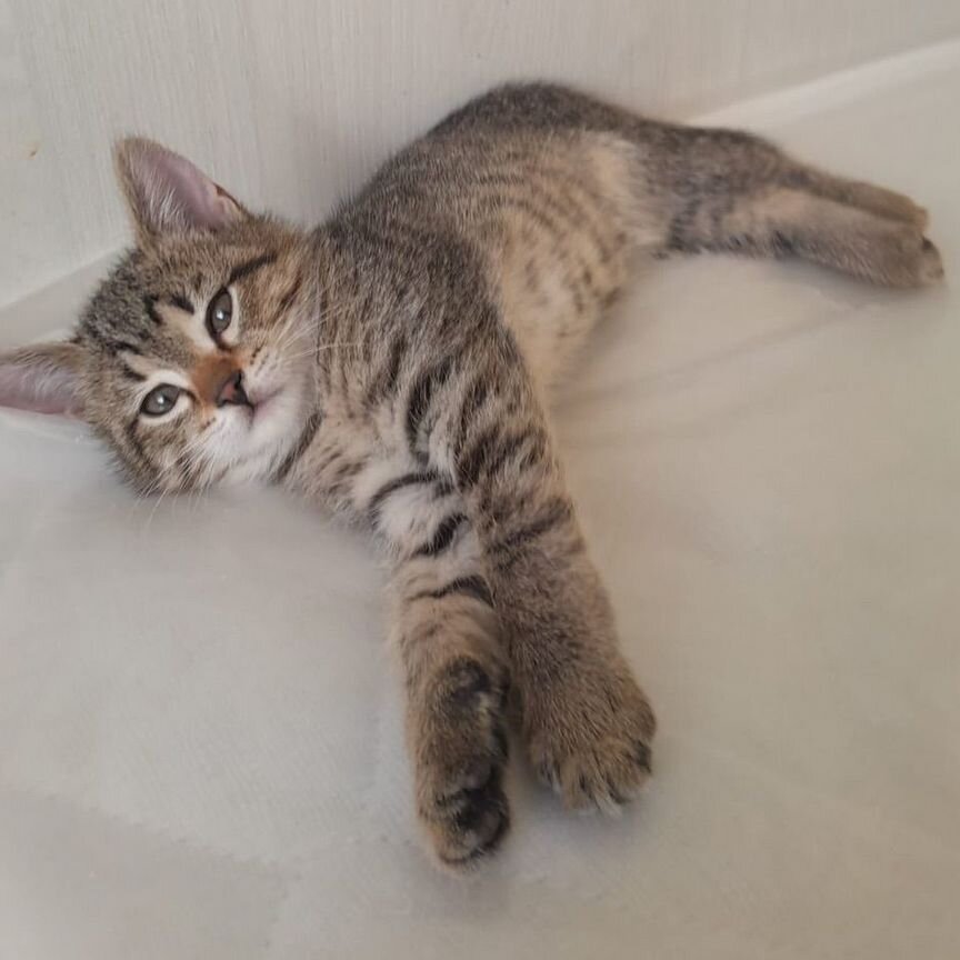 Котенок мальчик 2 месяца