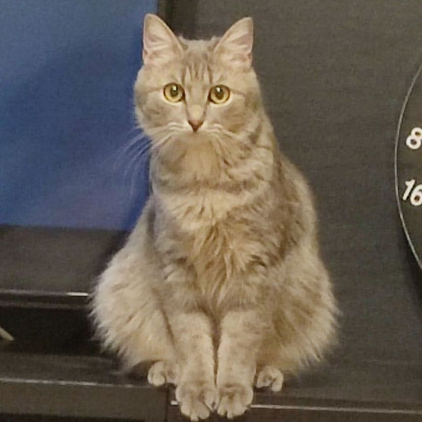Кошечка