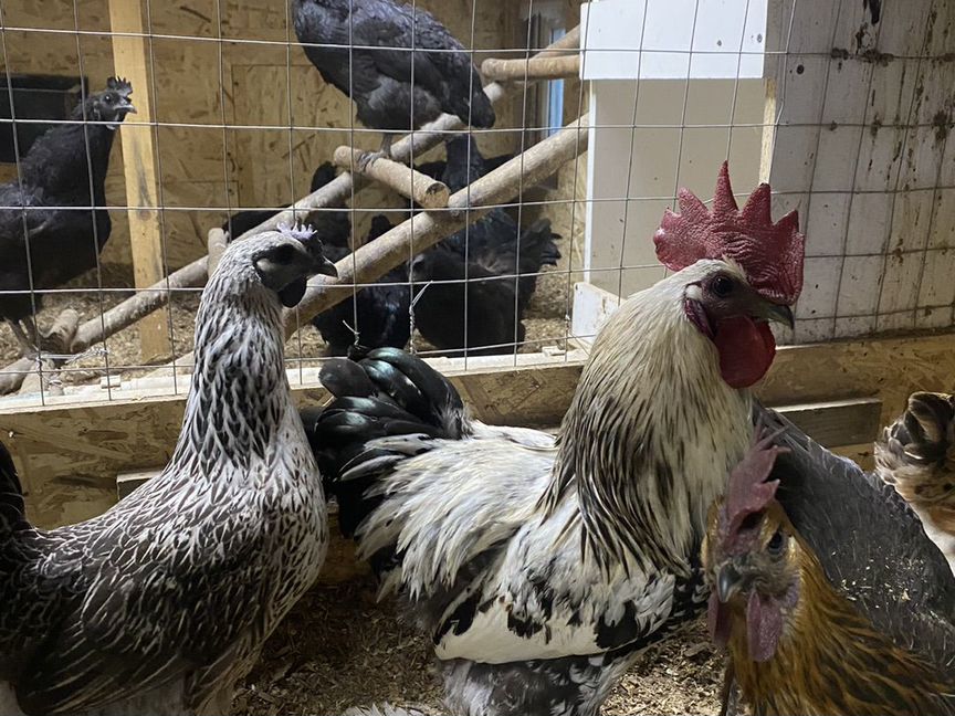 Лакеданзи серебро семья