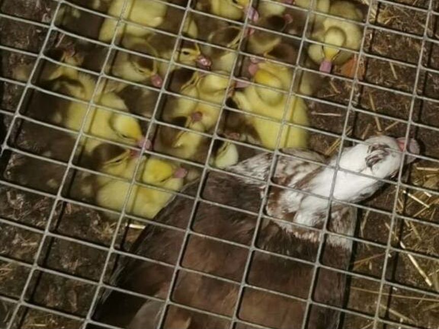 Индоутка с утятами