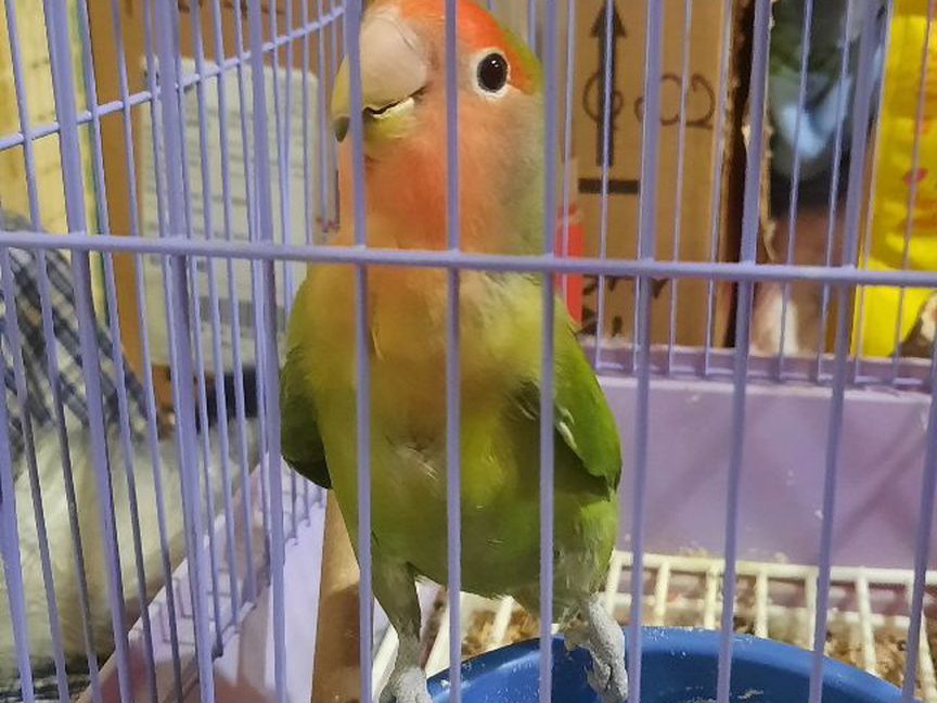 Попугай неразлучник с клеткой