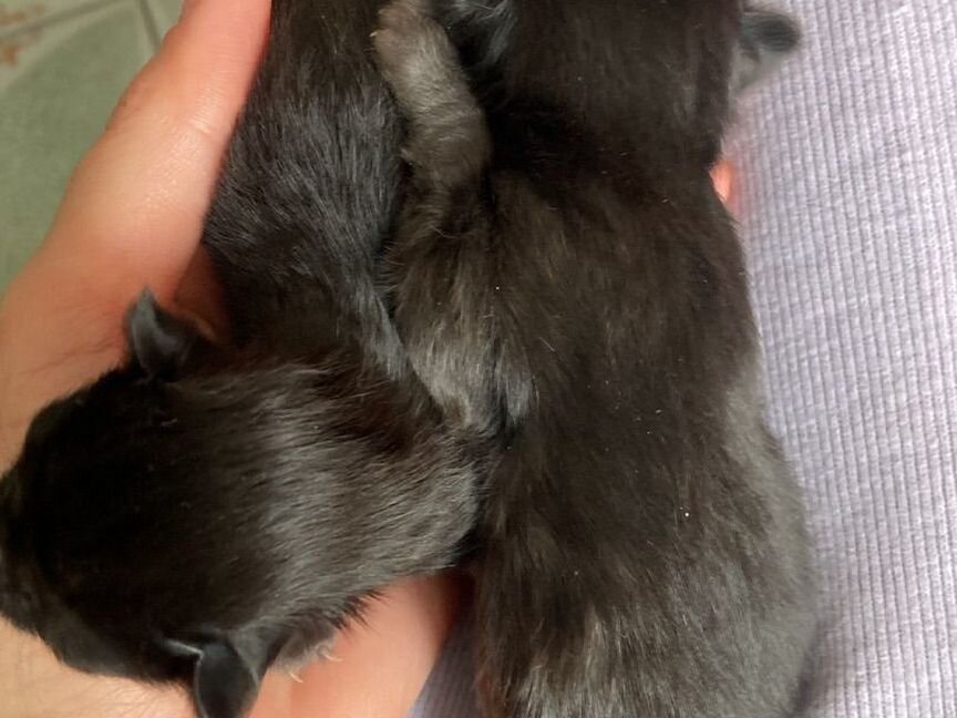 Котята