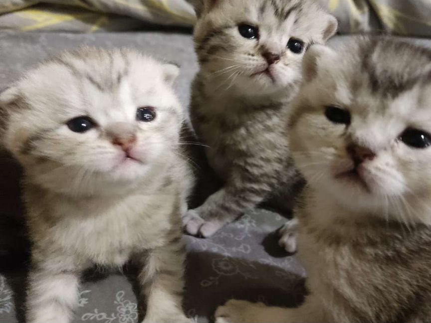 Шотландские котята