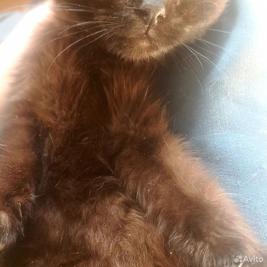 Вислоухий котенок Бомбоня в добрые руки девочка