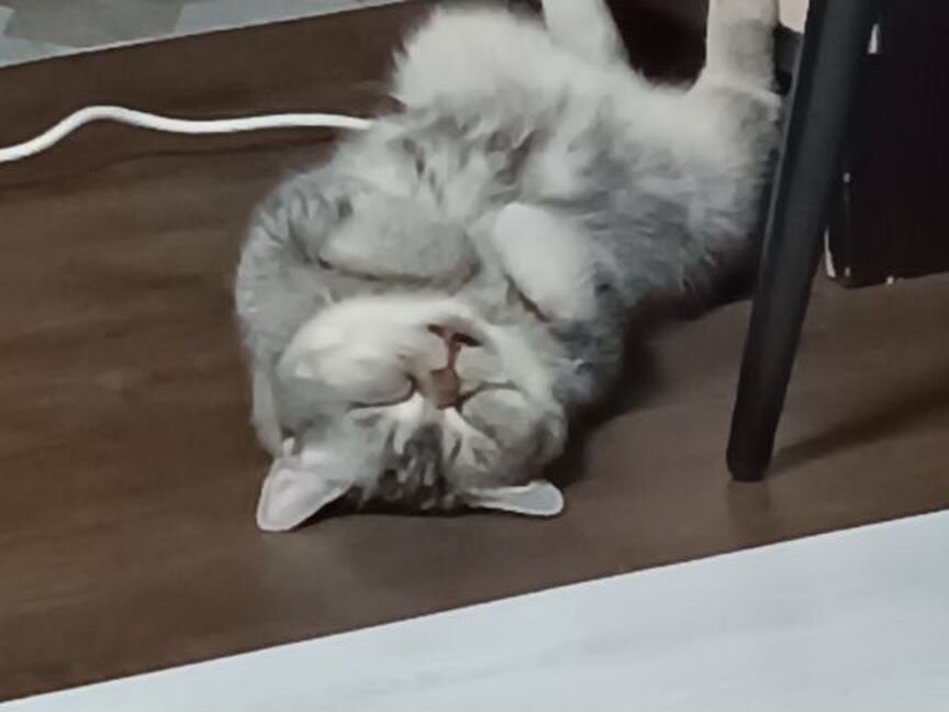 Породистый кот для интровертов и сотрудников офиса