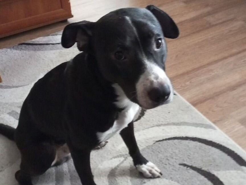 Отдам в добрые руки Амстафорда смесь с лобрадором