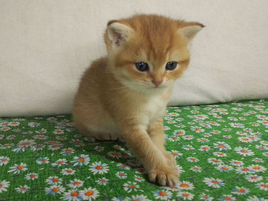Британские котята Золотая шиншилла