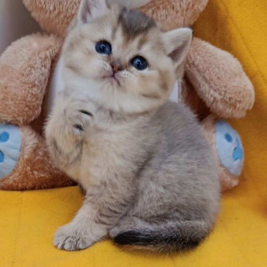 Шотландский прямоухий короткошёрстный котёнок