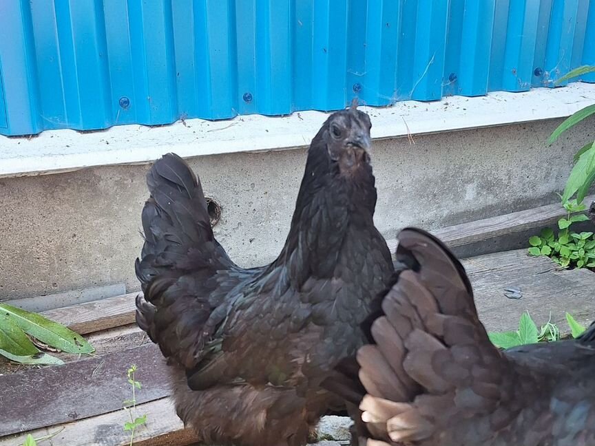Куры ухейилюй