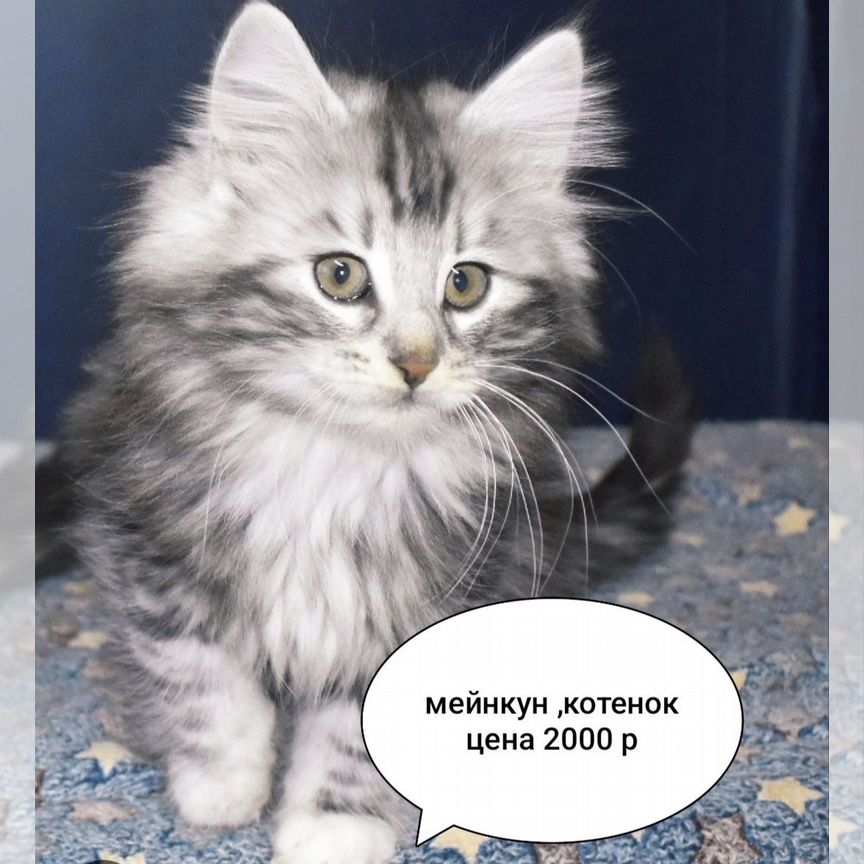 Котёнок в добрые руки