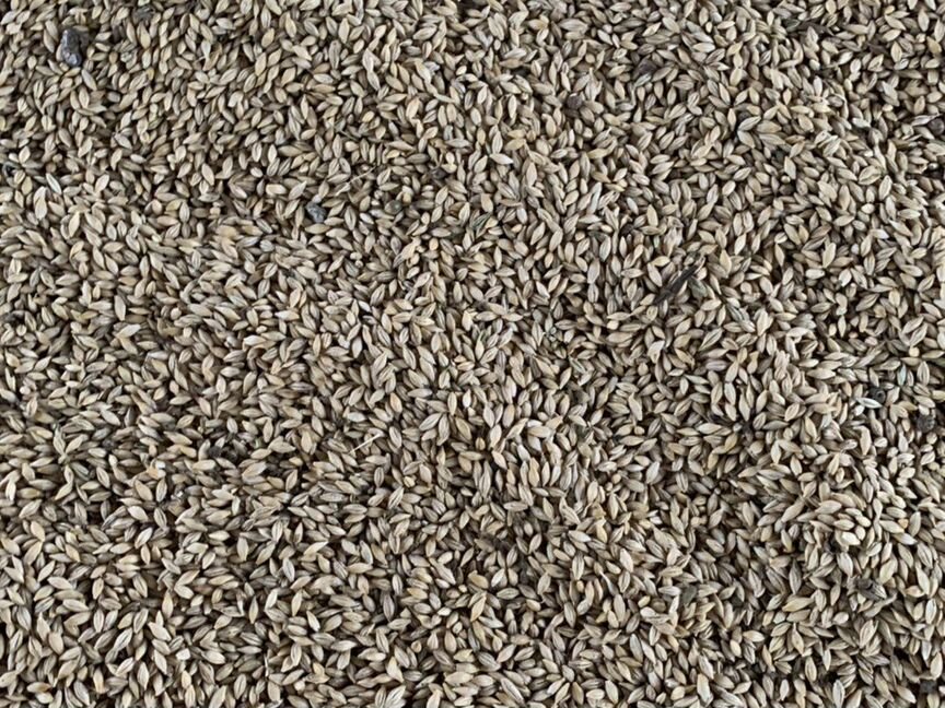 Зерно. Пшеница,ячмень, овес. В мешках по 40 кг