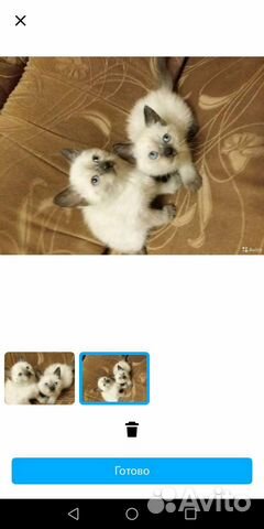 Котята