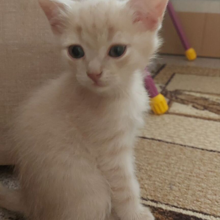 Котик в добрые руки