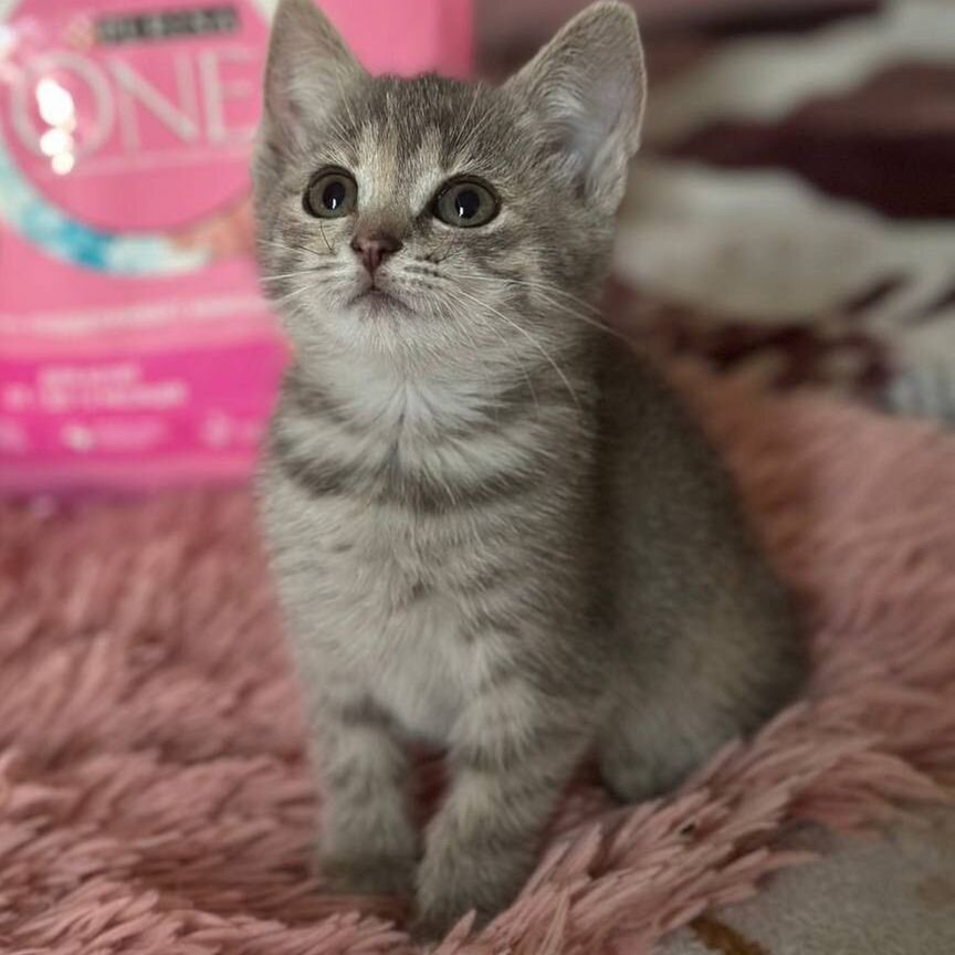 Котенок