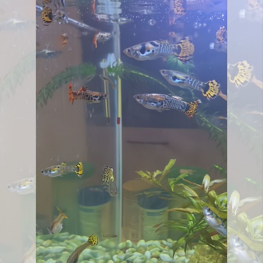 Аквариумные рыбки,гуппи,креветки