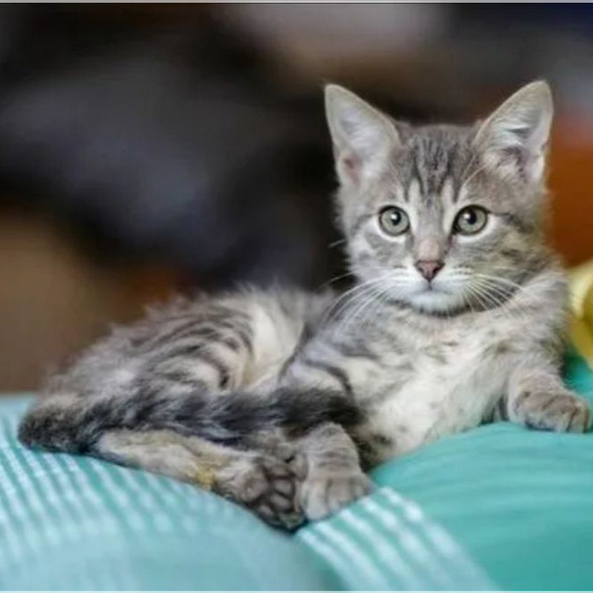 Очаровательная девочка котенок