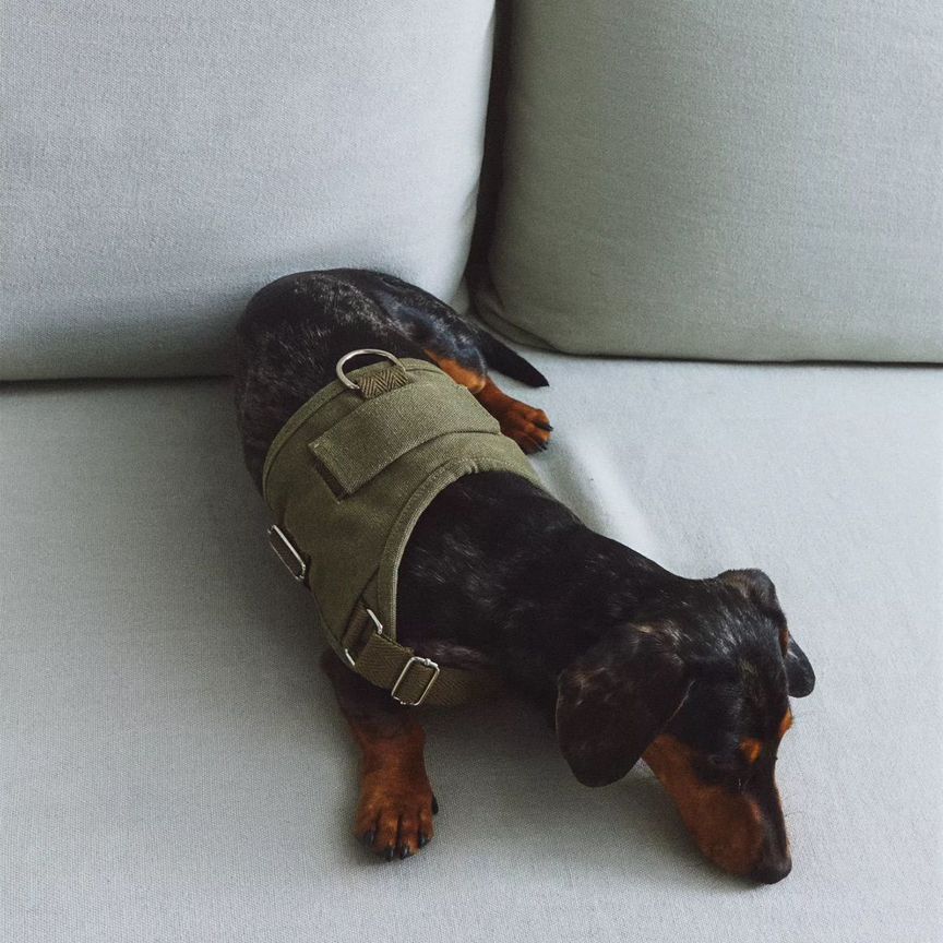 Шлейка для собаки Zara home