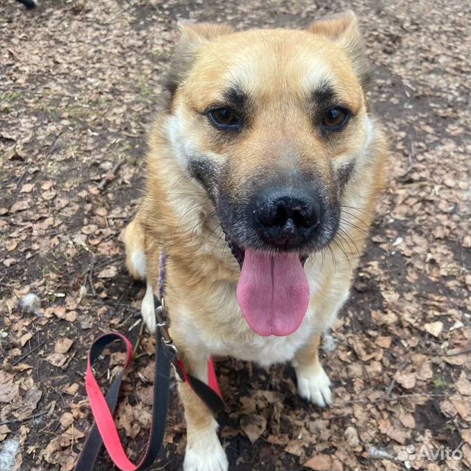 Спасите Заю из приюта