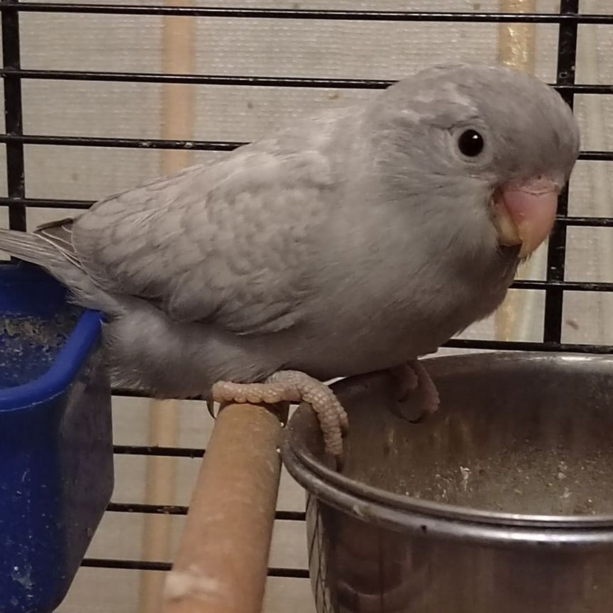 Воробьиный попугай