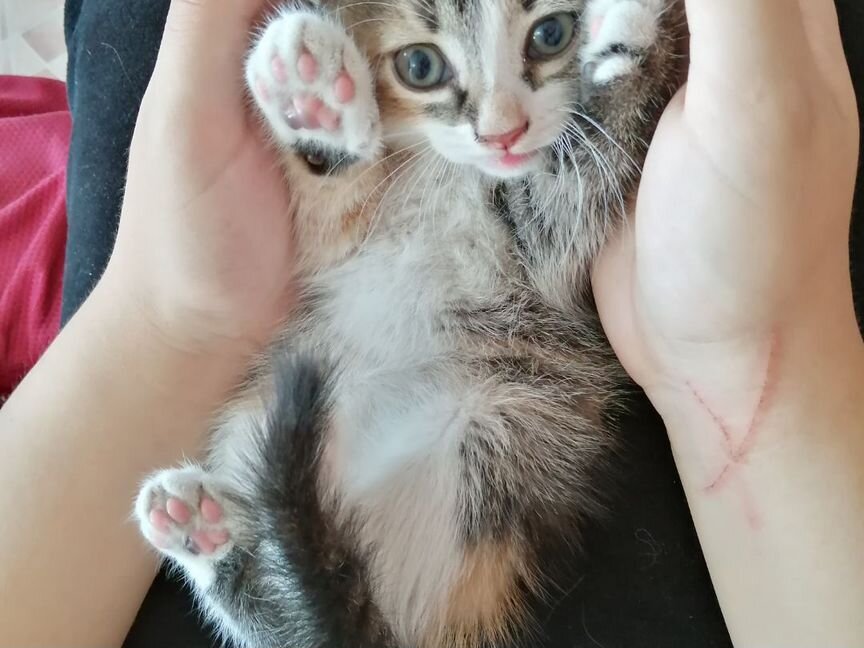 Котята в добрые руки