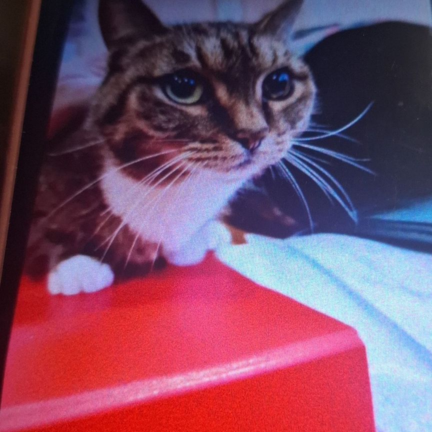 Взрослая, Девочка кошка в добрые руки