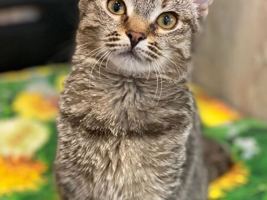 Котёнок девочка бесплатно в добрые руки