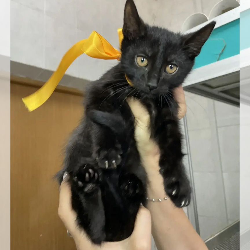 Котёнок в добрые руки