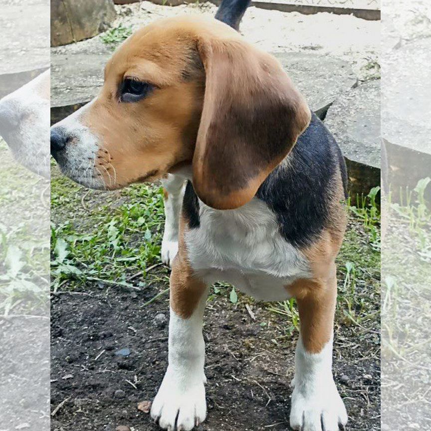 Бигль, щенок