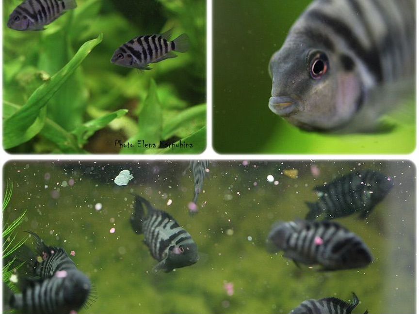 Цихлазома чернополосая