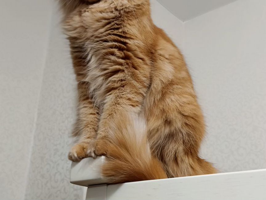 Кошечка метис