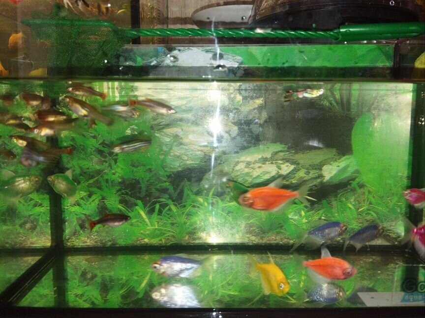 Аквариумные рыбки