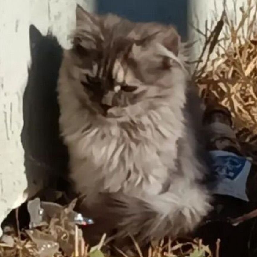 Нашли котика