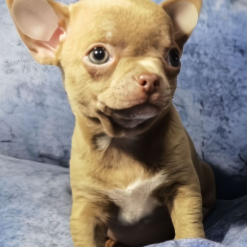 Чихуахуа, щенок