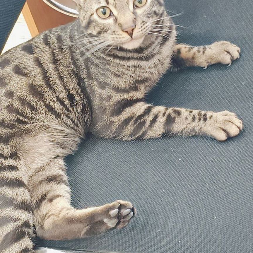 Найденные коты Пермь