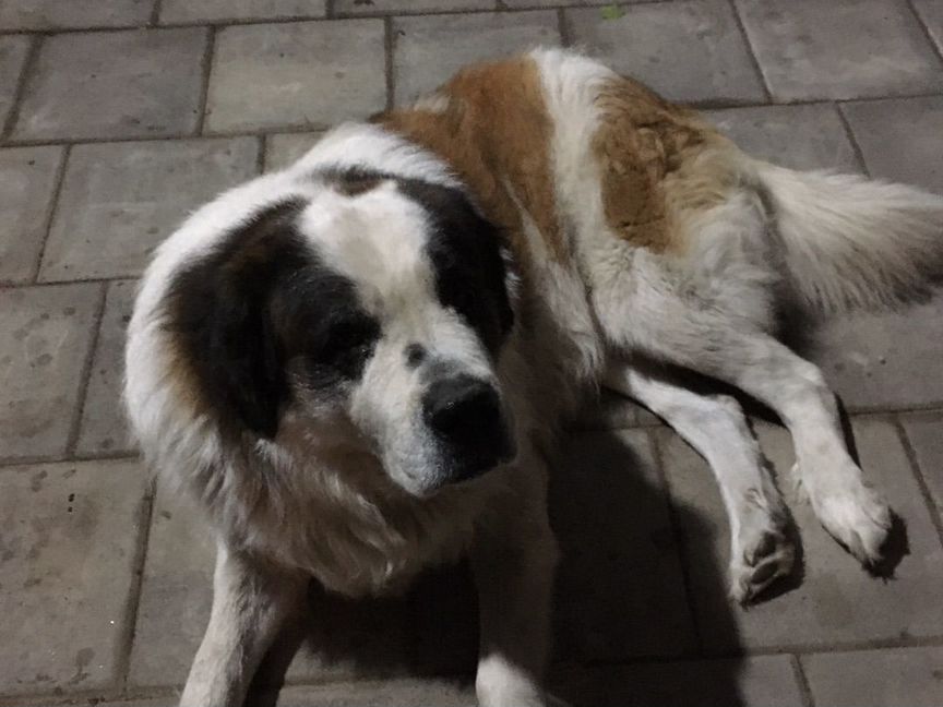 Московская сторожевая в добрые руки