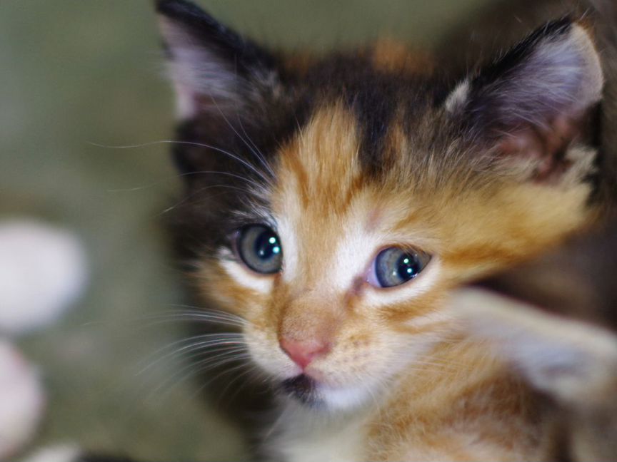 Кошечка-Лоскуток