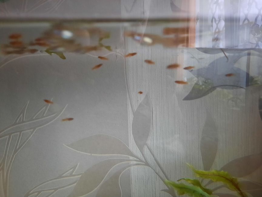 Вильчатые меченосцы