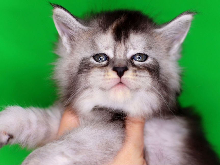 Мейн-кун шикарный серебряный котенок, питомник