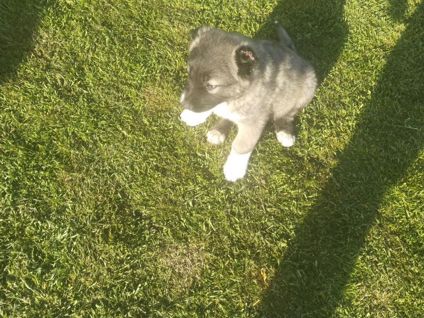 Кавказская овчарка