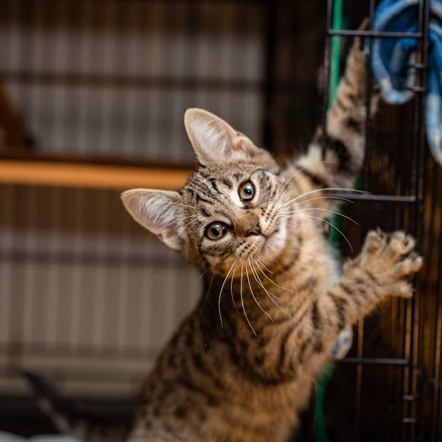 Котёнок в добрые руки